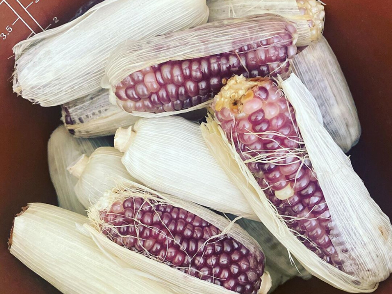 Healing Steamed Purple Corns Cooked For an Hour in Clay - VitaClay® Chef
